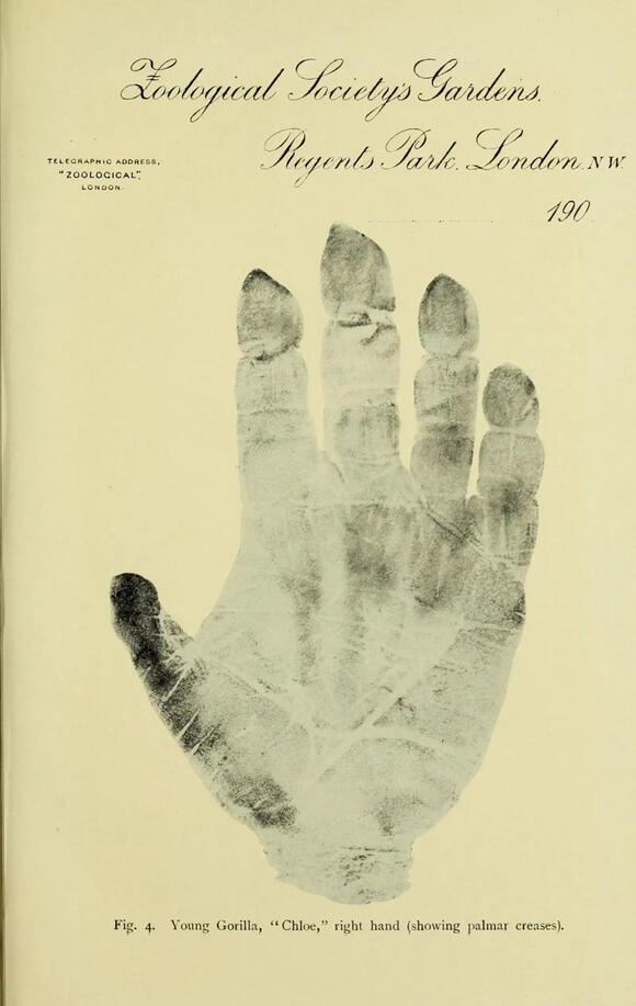 What Makes Our Fingerprints Unique? - NewsBreak