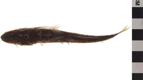 Deep-Sea Creatures Use This Bizarre Trait to Evade Predators - NewsBreak