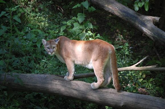 Hollywood’s Wildest Star: California’s Famous Puma P-22 - NewsBreak