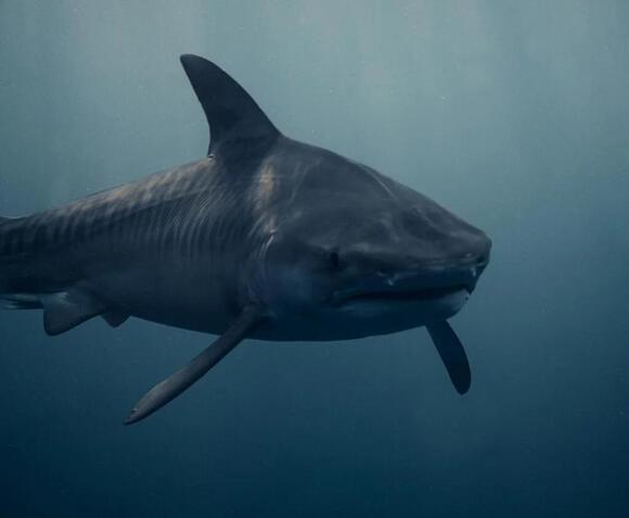 Shark Teeth 101: Why They Constantly Lose and Regrow Them - NewsBreak