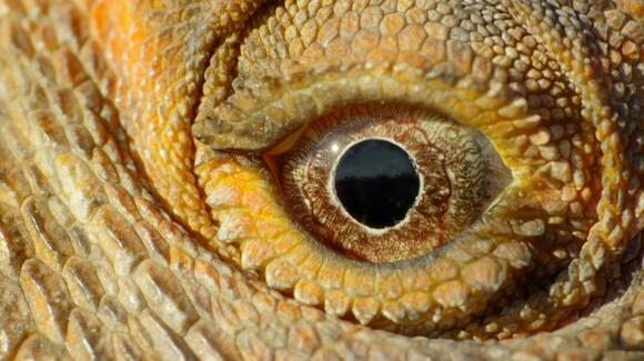 Seeing Without Seeing: Inside the Iguana’s Mysterious Third Eye - NewsBreak