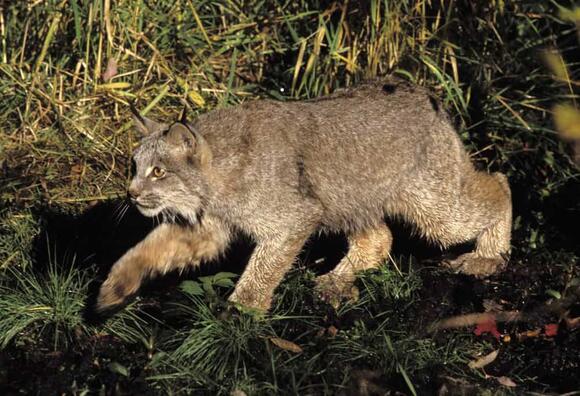 The 24 Most Endangered Animals In Wisconsin - NewsBreak