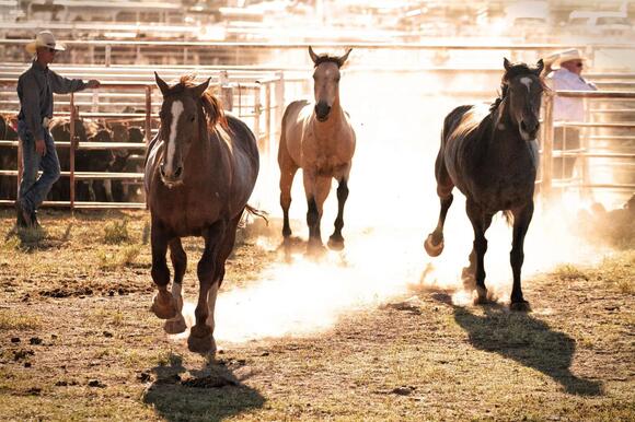 What Arizona Horse Owners Need To Know About EHV1 Outbreak - NewsBreak