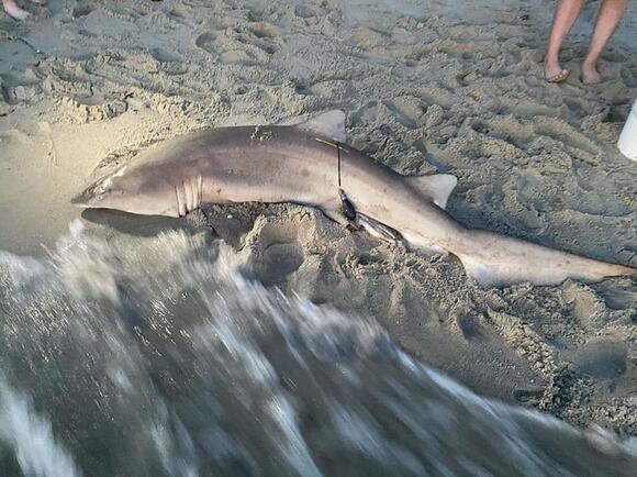 Here's How A live Shark Ended Up Inside This Popular NJ Bar - NewsBreak