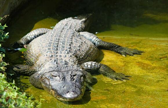 10 Dangerous Predators in Florida — And 4 That Pose No Threat - NewsBreak