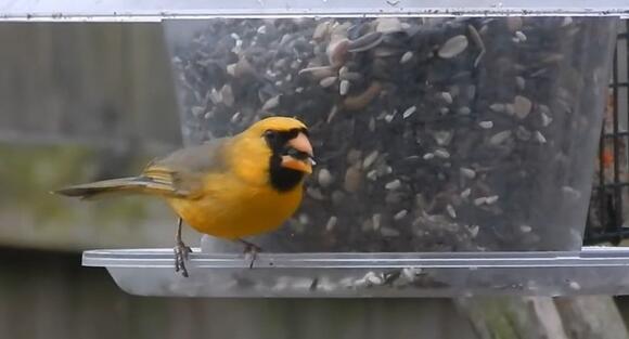 New Yorkers Told To Watch For One-In-A-Million Mutant Bird - NewsBreak