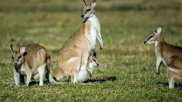 13 Animals That Can Survive Fire - NewsBreak