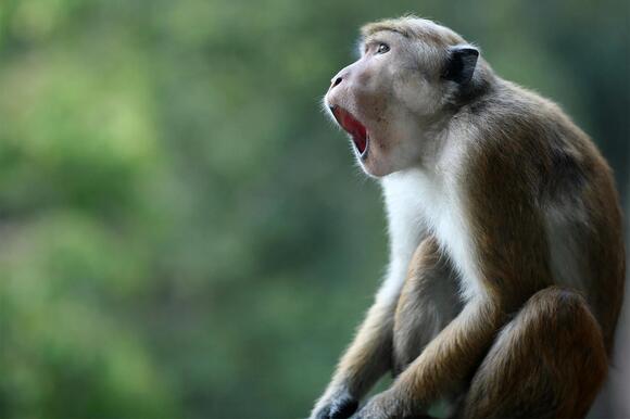 Transgender monkeys and $8K lobster tanks: Gov’t spending grievances aired in ‘Festivus Report ...