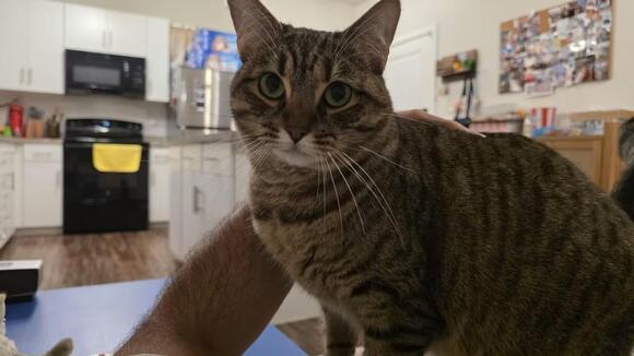 🐱 Gentle, Playful & Loving Cats Ready for Adoption in Phoenix - NewsBreak