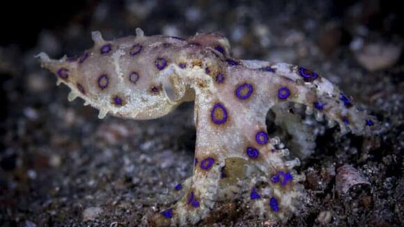 11 States With Surprisingly Dangerous Native Animals - NewsBreak