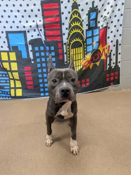 🐶 Playful, Gentle & Loyal Dogs Ready for Adoption in Anderson - NewsBreak