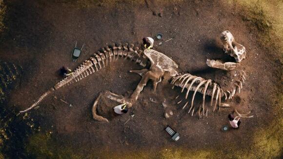 When Dinosaurs Got Sick: Diseases Found in Fossil Bones - NewsBreak
