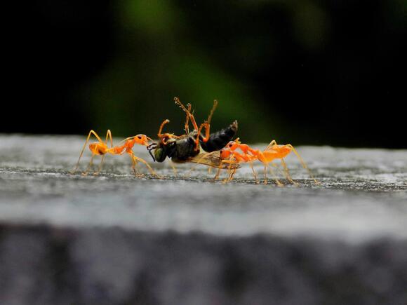The Great Ant War: How Argentine Supercolonies Are Waging War and ...