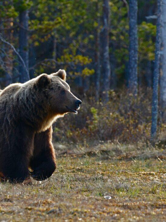 Are Bears Related To Dogs? - NewsBreak