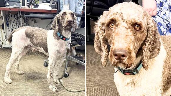 Young Standard Poodle Looking For New Home After Being Surrendered by ...