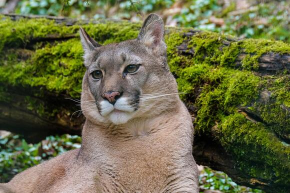 Where in America You’re Most Likely to Hear a Mountain Lion’s Cry ...