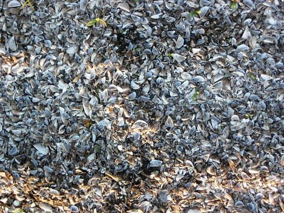 Invasion from the Water: Zebra Mussels and Their Hitchhiking Larvae ...