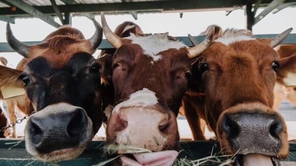 13 Countries Where Eating Beef Is a Cultural Taboo - NewsBreak