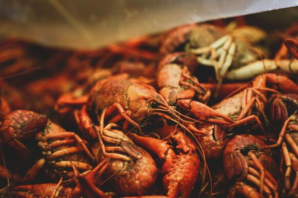 Lafayette Crawfish Prices 2026: When Costs Drop to $3-6 Per Pound ...