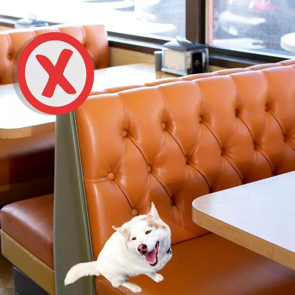 Washington State Ranks High In Pampering Pet Dogs - NewsBreak