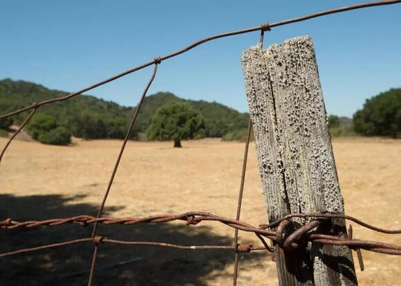 Easy Way Utahns Can Find Out Their Tree's Age - NewsBreak