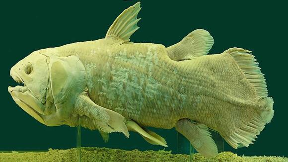 10 Ancient Creatures That Should Be Extinct—But Somehow Still Exist ...