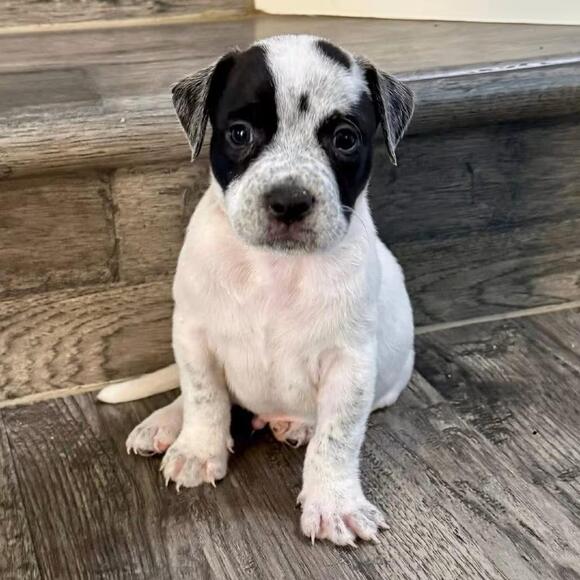 🐶 Playful Puppies Ready for Adoption in Olathe, Kansas - NewsBreak