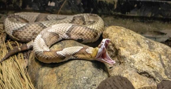 Copperhead Population By State - NewsBreak
