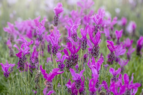 How Far Apart Should You Plant Lavender? The Spacing Tricks to Know for ...
