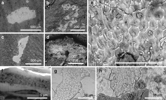 Fossilized Soft Tissue: How Muscle, Skin, and Even Blood Vessels Have ...