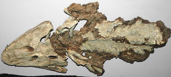 What the Gaps in the Fossil Record Really Mean - NewsBreak