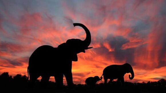 The Best Places to See Elephants in The Wild - NewsBreak