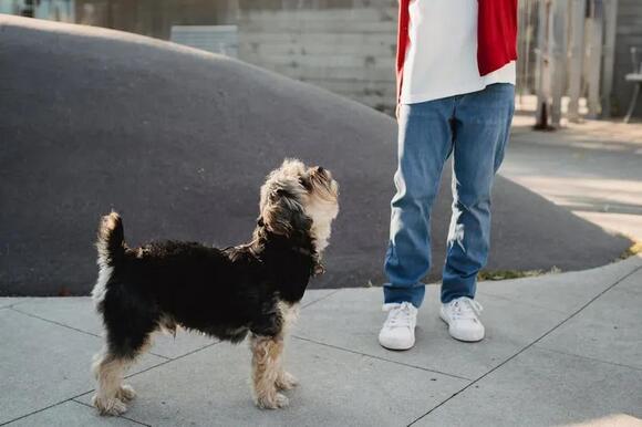5 Common Dog Training Mistakes That Actually Make Things Worse - NewsBreak