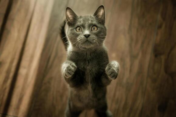8 Cat Breeds That Thrive on Familiarity and Gentle Energy - NewsBreak