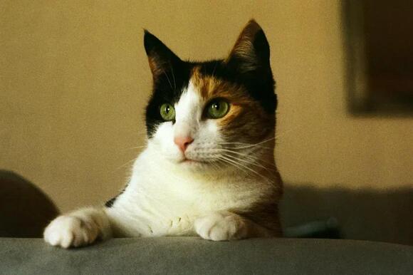 Don’t Fall for These 5 Common Cat Training Myths - NewsBreak