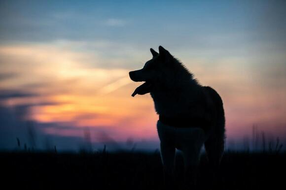 The Zodiac Signs Most Connected With Wolves - NewsBreak