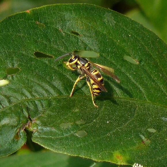 Types of Wasps in Ohio: Complete Identification Guide - NewsBreak