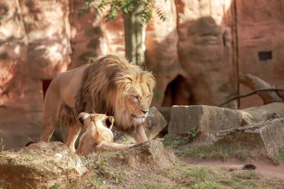 10 Zoos Using AI, VR, and Technology to Educate Visitors - NewsBreak