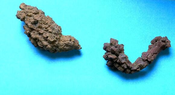 How Did Dinosaurs Poop? Fossil Clues From Coprolites - NewsBreak