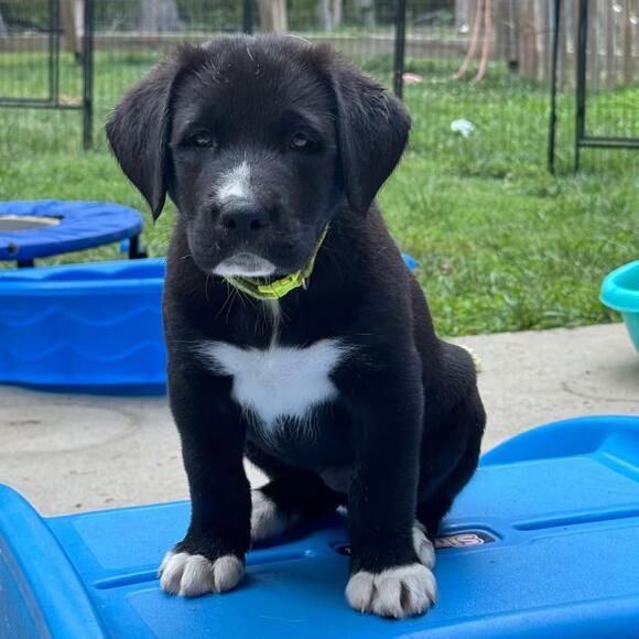 🐶 Playful Labrador Puppies Ready for Adoption in Apex, NC - NewsBreak