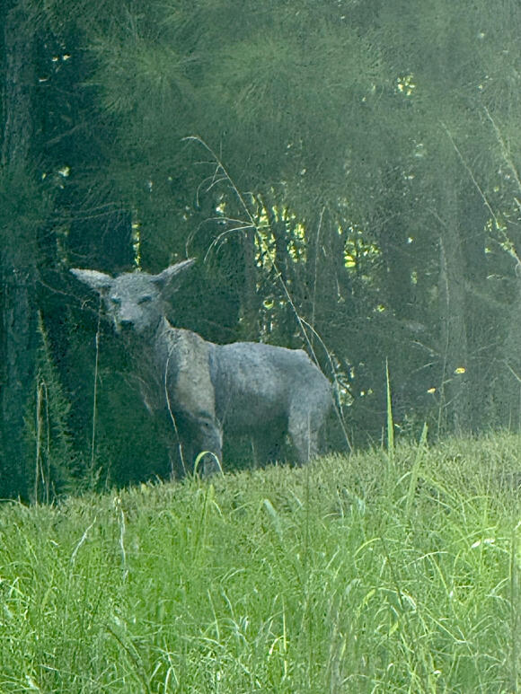 20 Mystical Animals That Prove Cryptozoology Isn’t All Smoke And ...