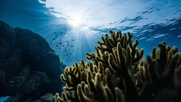 13 Creatures That Survive Without a Brain - NewsBreak