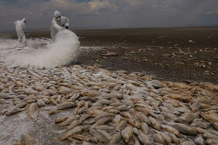 Mass fish death in Mexico's Chihuahua State blamed on severe drought ...