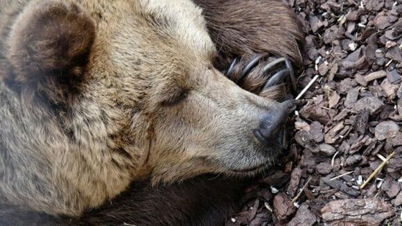 Animals That Hibernated Through America’s Harshest Winters - NewsBreak