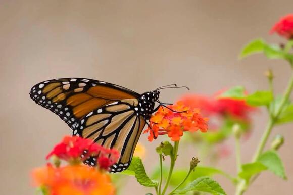 Saving Monarch Butterflies with Innovative Science - NewsBreak
