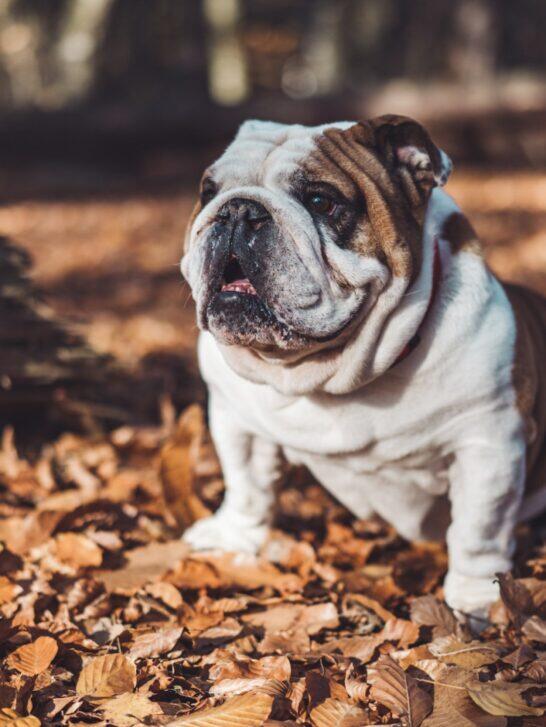 Pit Bull vs. Bulldog - NewsBreak