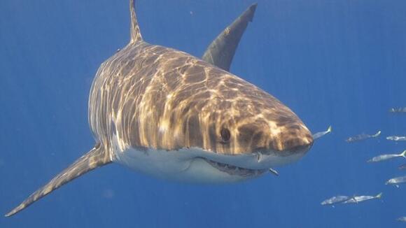 12 Differences Between Sharks and Other Predatory Fish - NewsBreak