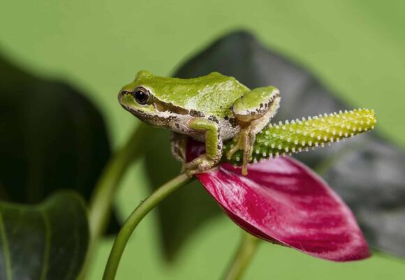 13 Wild Animals That Can Change Color Instantly - NewsBreak