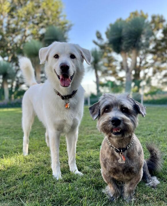 Jennifer Aniston’s ‘Stressful’ Dilemma Over Her Beloved Dogs and Beau ...