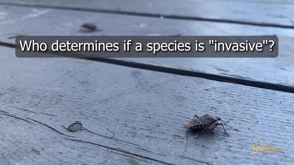 Rare invasive bug intercepted at Detroit airport - NewsBreak